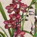 Cymbidium Barrita Magic 'red' - Etsy