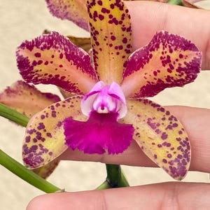 Lc. Spot Me 'grave Spice' Very Fragrant (3-4 Pseudobulbs Division). - Etsy