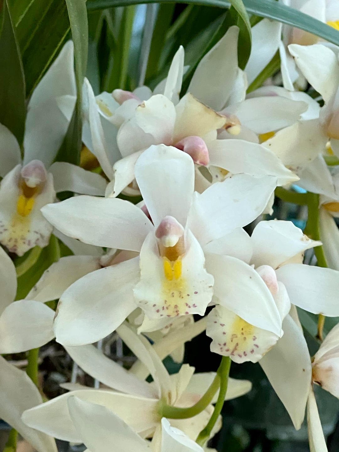 Cym. White Rabbit ’modoc’. Very Fragrant. - Etsy