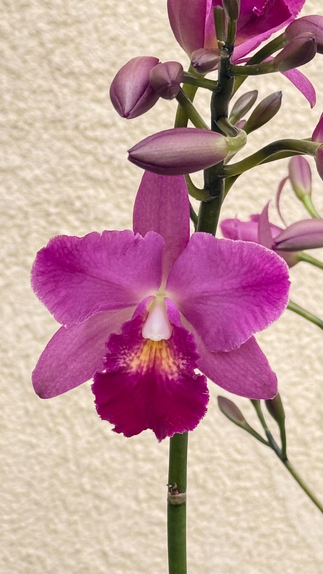 Ctna. Dash of Port 'fine Wine'. Fragrant. (3-4 Pseudobulbs Division ...