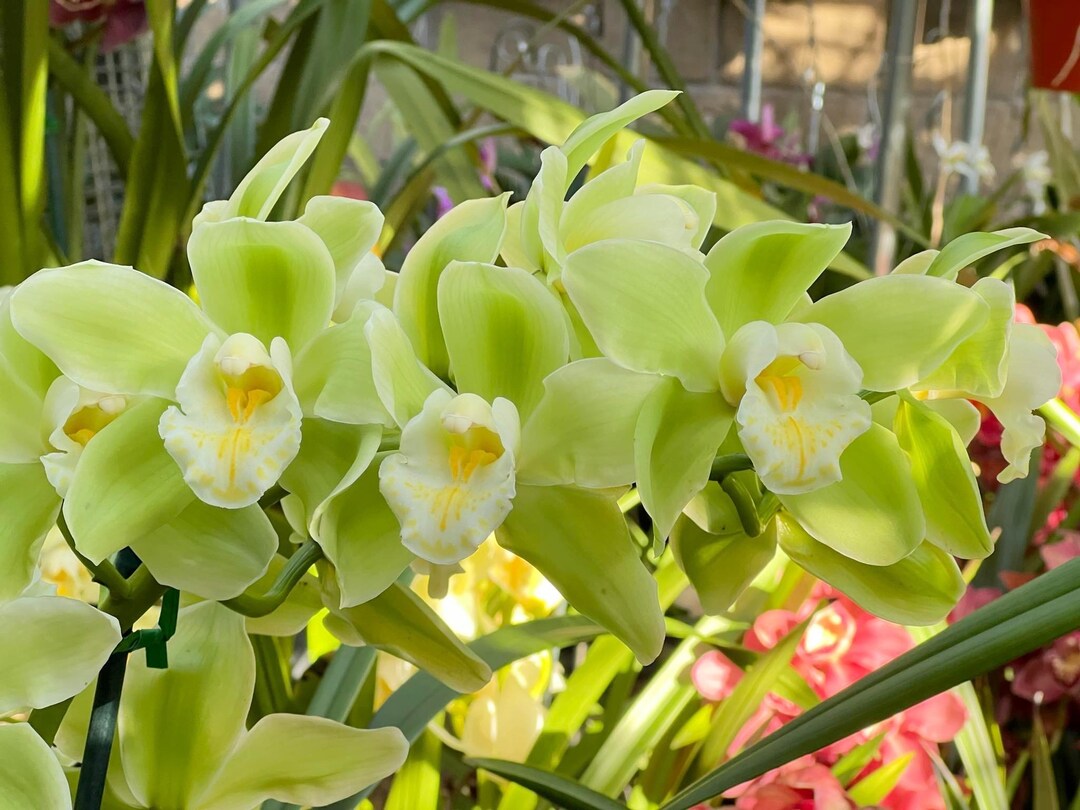 Cymbidium Dream 'ice Green'. Fragrant. - Etsy