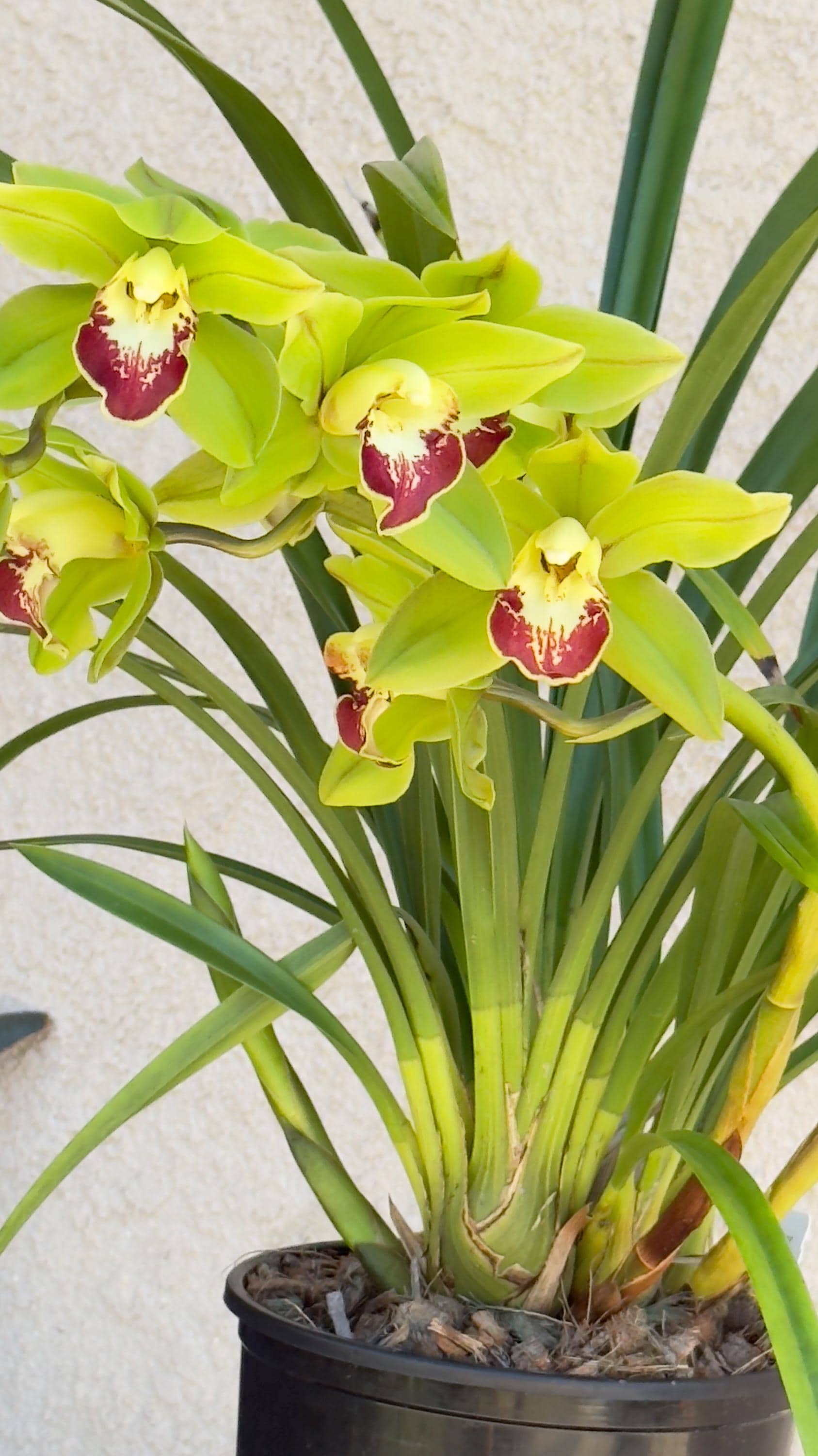 Cymbidium Barrita Metal '#1'. - Etsy