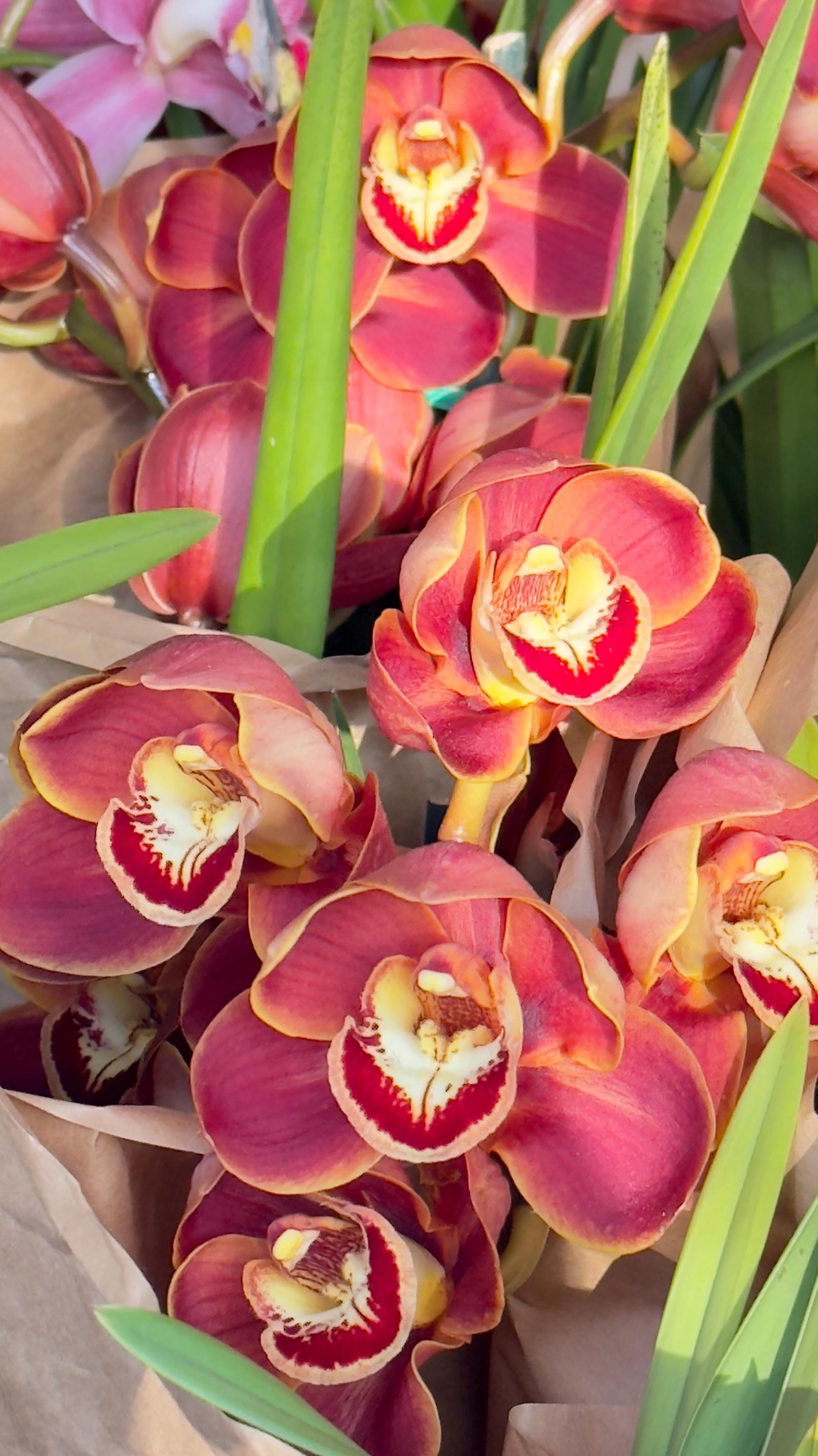 Cym. Barrita Toffee ‘copper Red’, Blooming Size, 4 Inches Flowers, Very ...