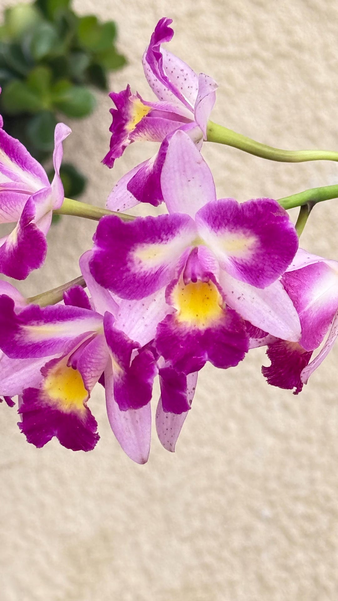 Vkt. Fiesta Flare 'fantasy Splash'. Fragrant (3-4 Pseudobulbs Division ...
