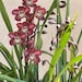 Cymbidium Barrita Magic 'red' - Etsy