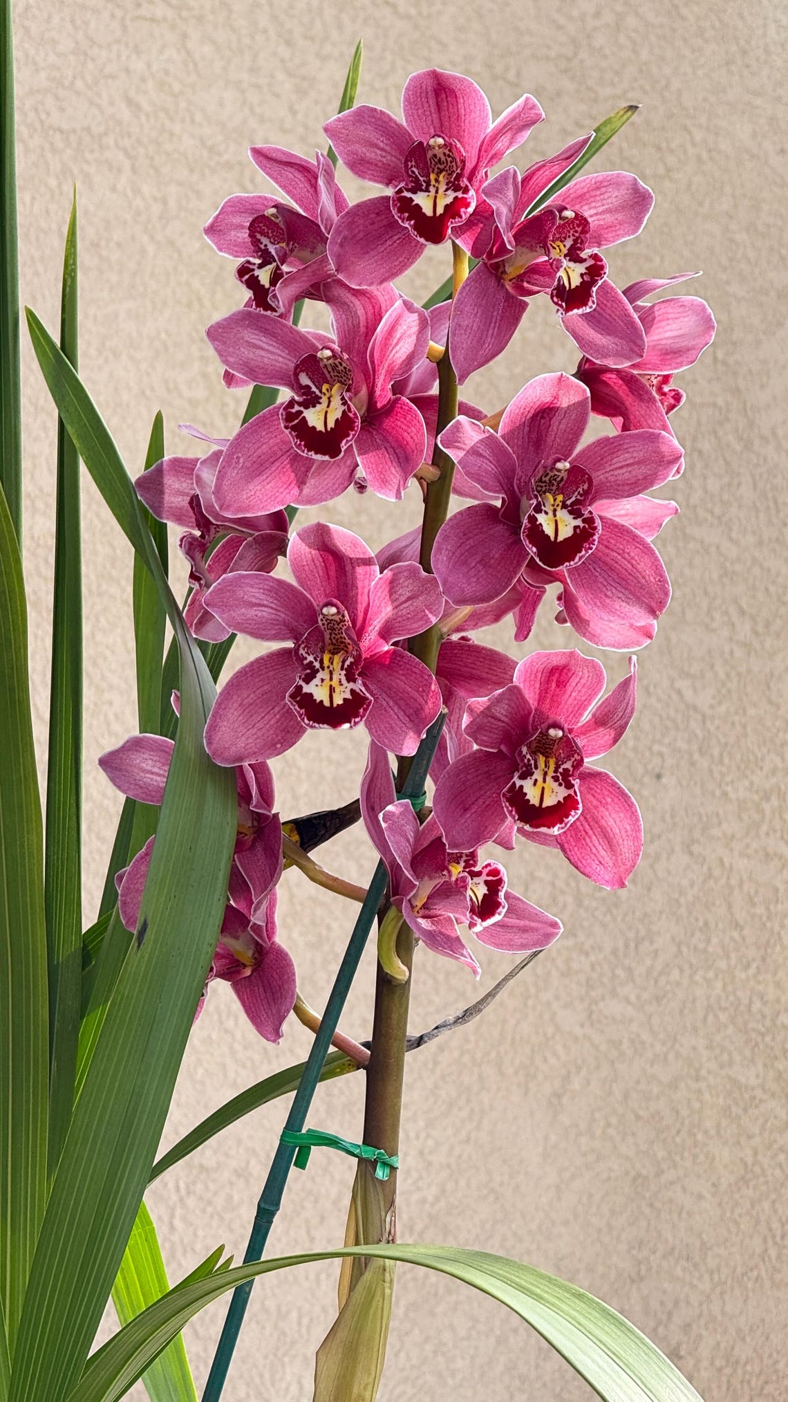 Cymbidium (barrita Glam X Tethy's 'lip Solid'). Blooming Size, 5-6 ...