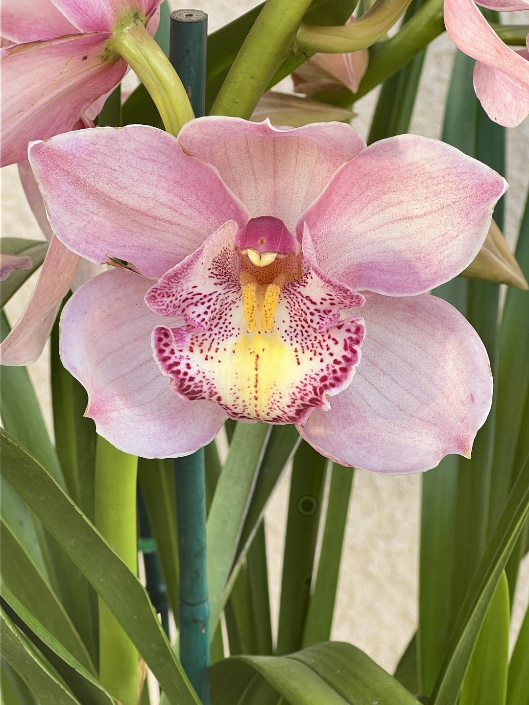 Cymbidium Kulnura Frolic 'pink in January'. FREE SHIP OVER 100 - Etsy