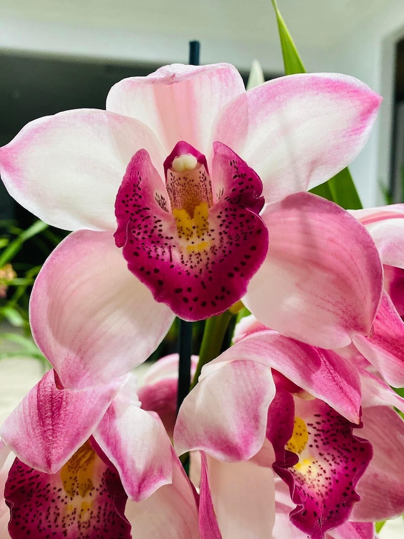 Cymbidium Barrita Peace 'strawberry Lip Flush'. - Etsy