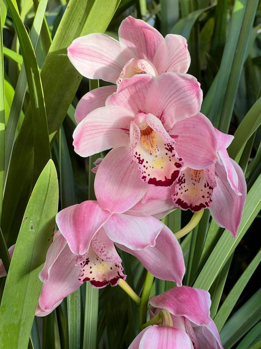 Cymbidium Star Tek ’pink Beauty’. (2-3 Bulbs Division) FREE SHIP OVER ...