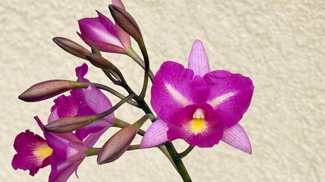 Ctna. Gabby Quest. Fragrant (3-4 Pseudobulbs Division). - Etsy