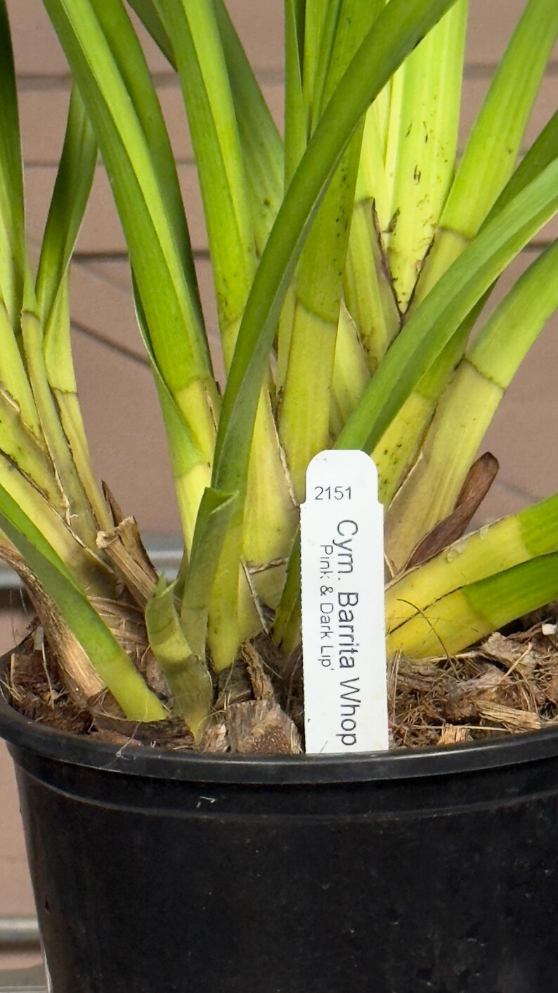Cymbidium Barrita Whop 'pink & Dark Lip' - Etsy