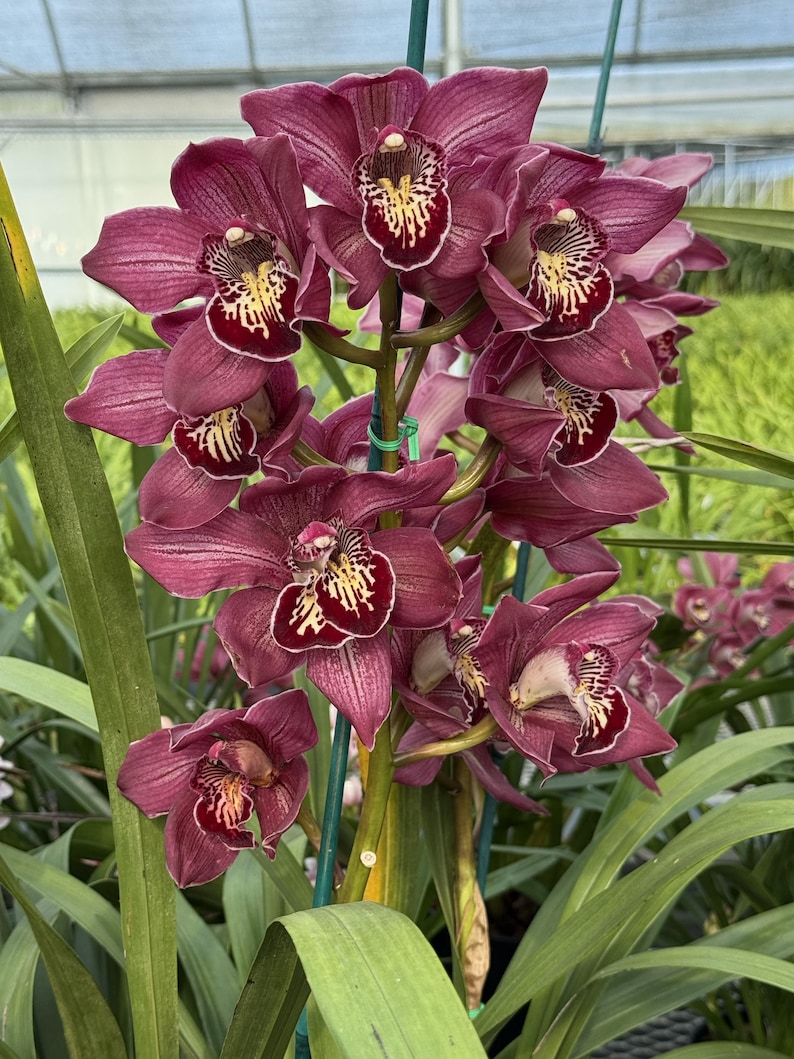 Cymbidium Barrita Pillar 'claret'. - Etsy
