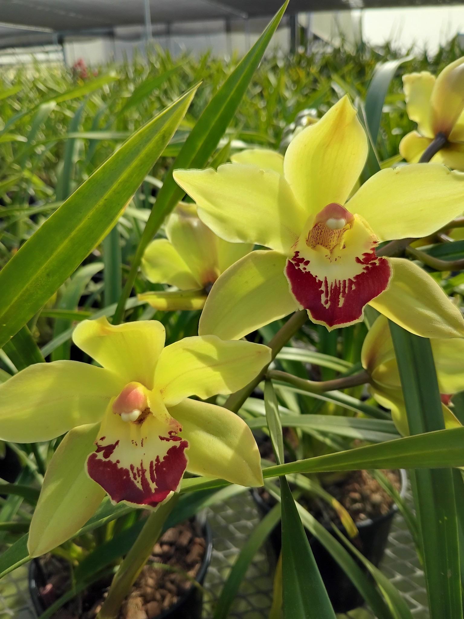 Cymbidium Barrita Metal '#1'. - Etsy