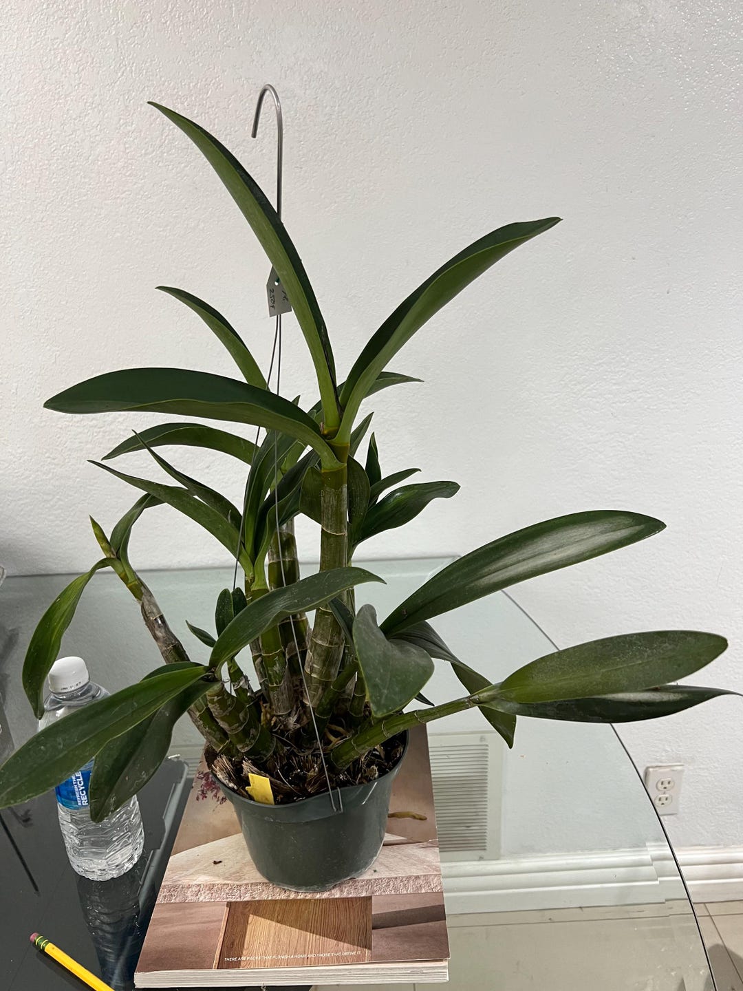 Den. Speciosum Var. Grandiflorum ~ Yellow ~ 13 Canes ~ Super Fragrant ...