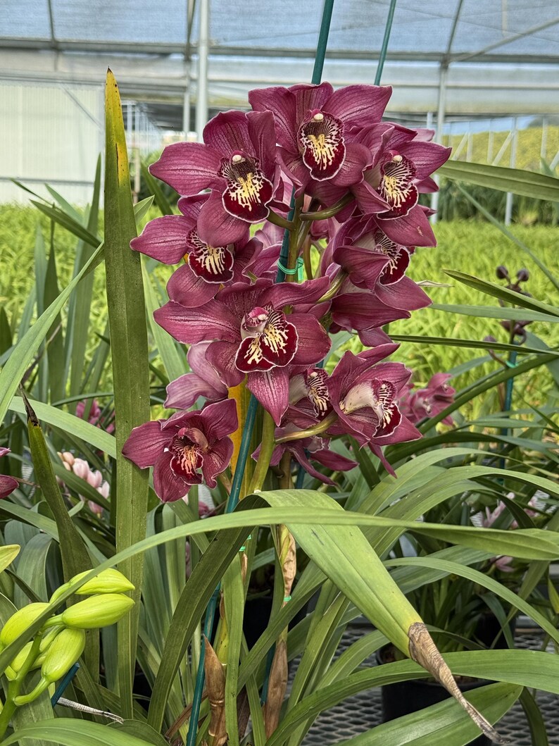 Cymbidium Barrita Pillar 'claret'. - Etsy