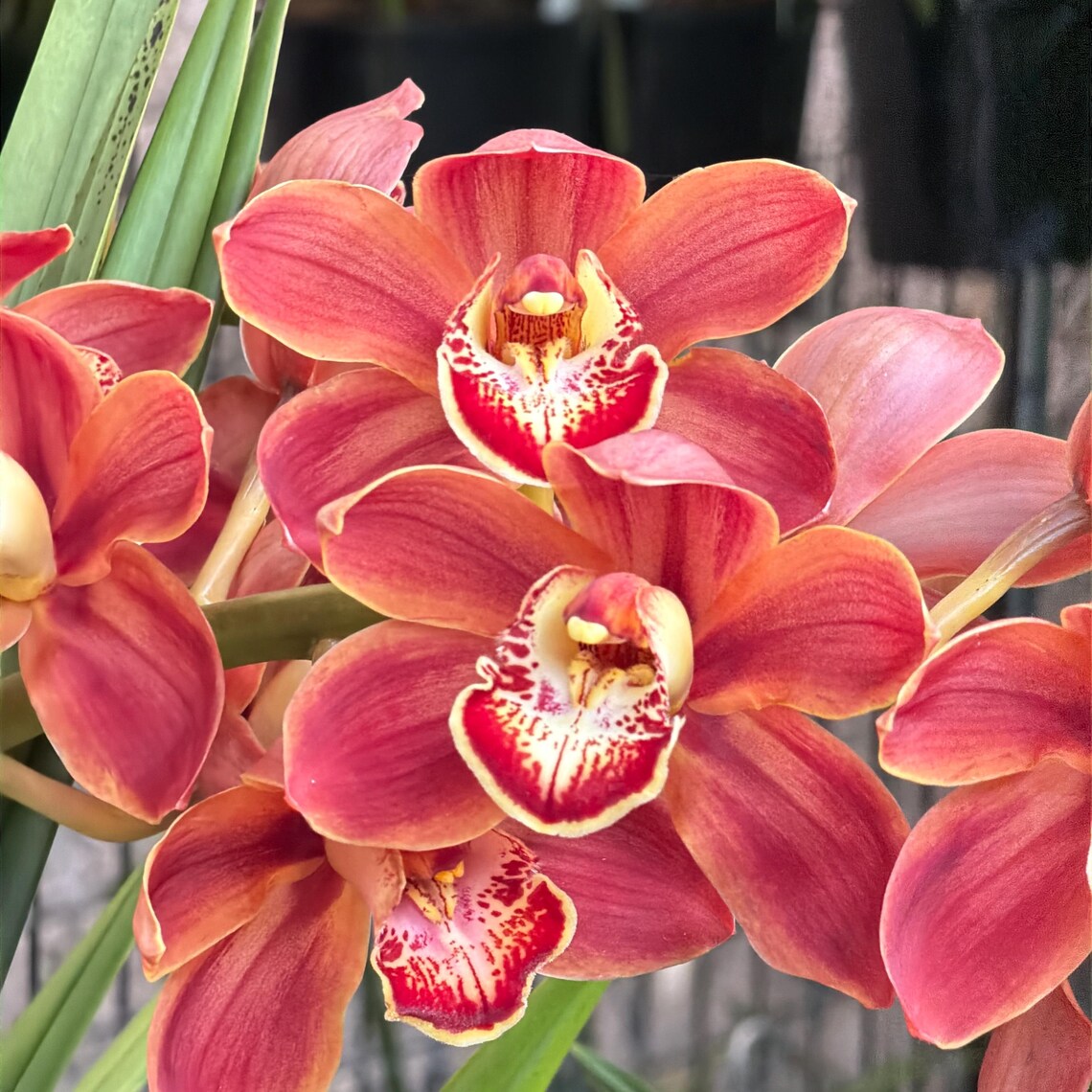 Cym. Barrita Toffee ‘copper Red’, Blooming Size, 4 Inches Flowers, Very ...