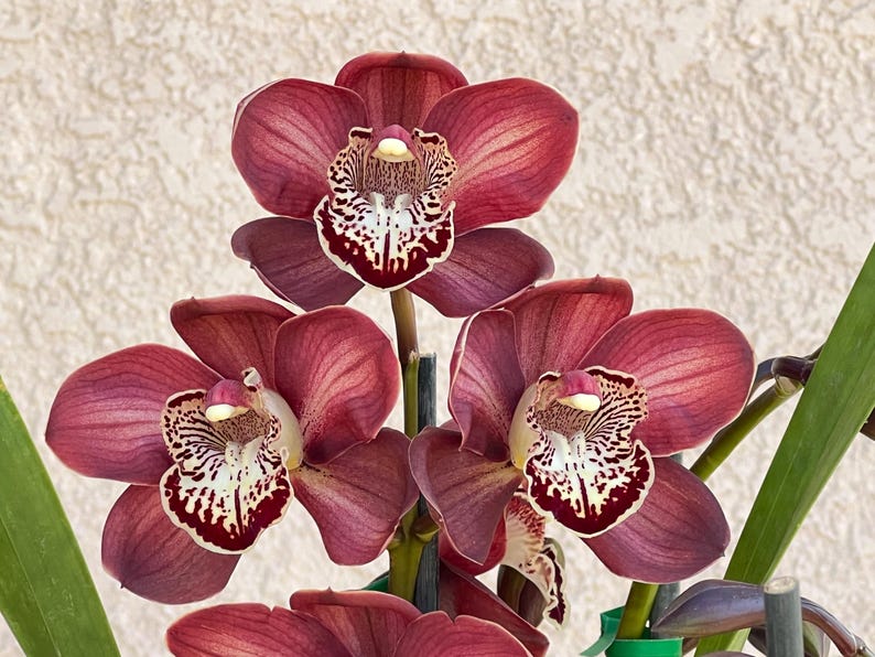 Cymbidium Barrita Magic 'red' - Etsy