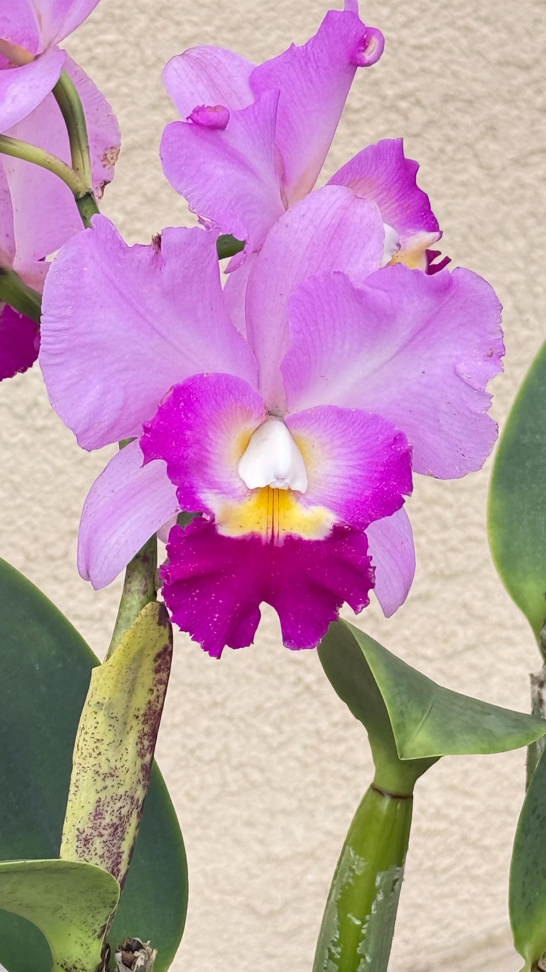 Lc. Rosie's Surprisex Lc. Mem. 'robert Strait' "mr. Wonderful" Fragrant ...