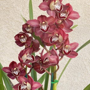Cym. Khan Fury ’dark and Pointy’. Red Dark Pink Color, Point Shape, 5 ...