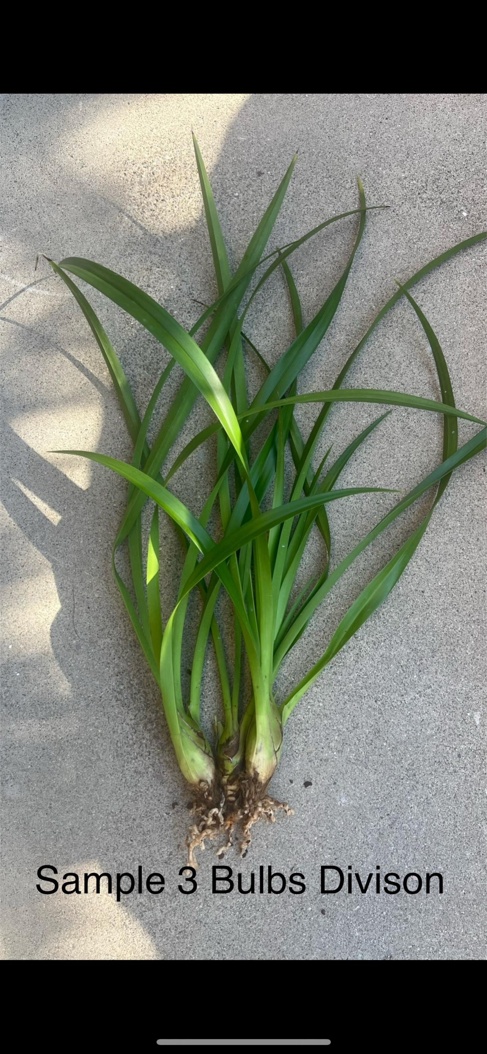 Cymbidium Barrita Flame black 2-3 Bulbs Division - Etsy