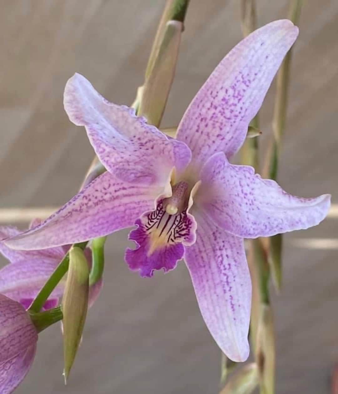 Laelia Summit ‘tomiko’ (5-6 Inch Pot 3-4 Pseudobulbs Division From Mami ...