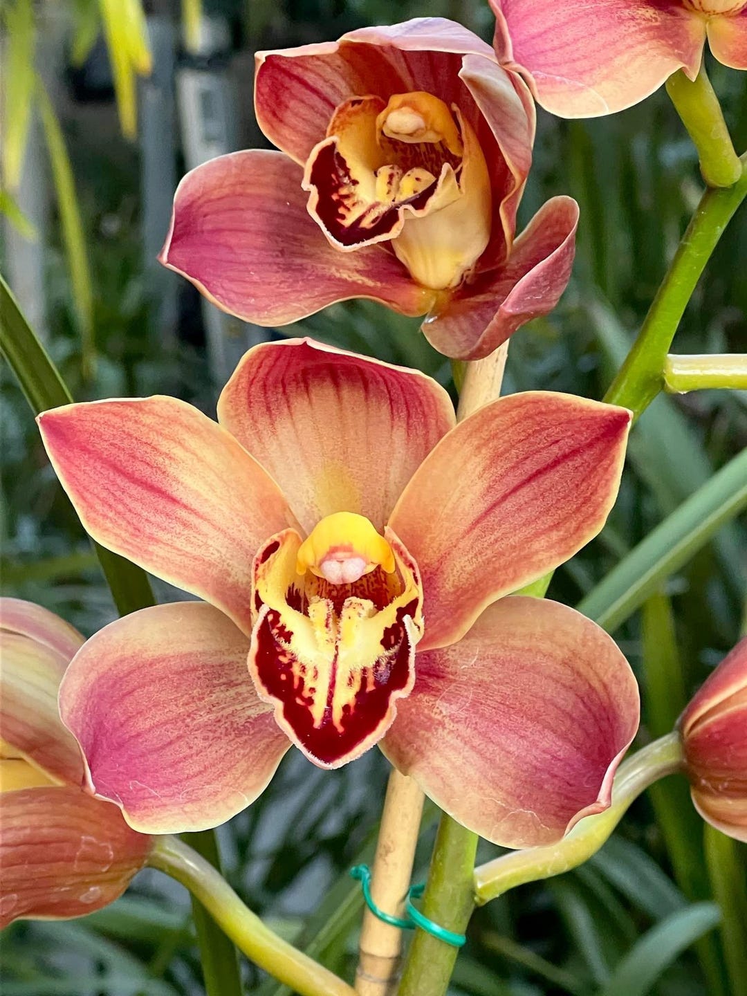 Cymbidium Barrita Inflamed ‘30 Late’. - Etsy