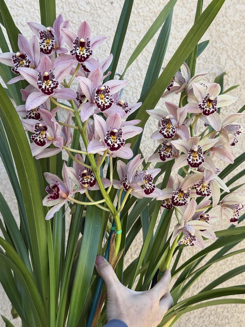 Cymbidium Barrita Suspense 'soft Pink' - Super Fragrant - Etsy