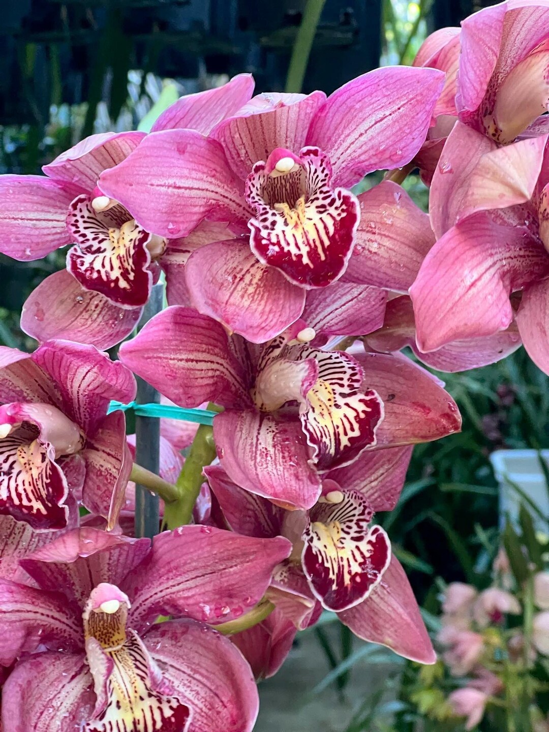 Cymbidium Barrita Pillar 'claret'. - Etsy