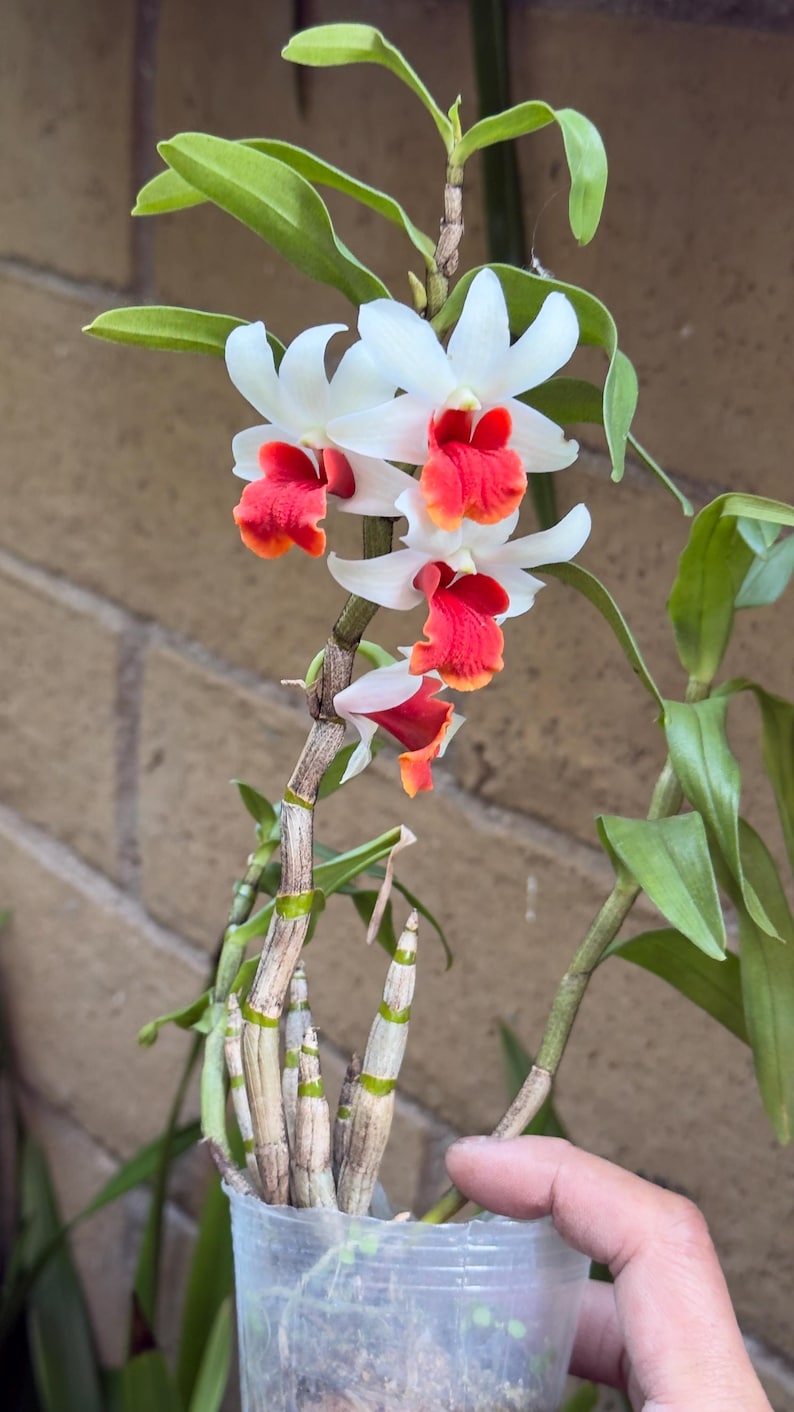 Dendrobium Frosty Dawn ‘red Lip’ - Fragrant. 6-9 Canes and Up. (5-6 ...