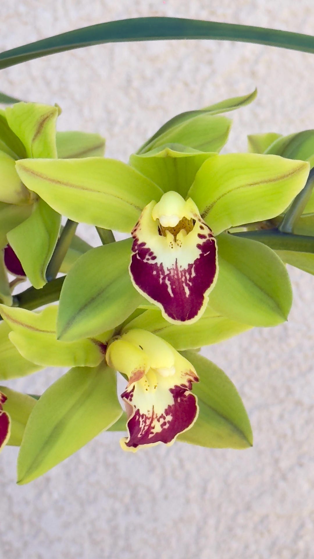 Cymbidium Barrita Metal '#1'. - Etsy
