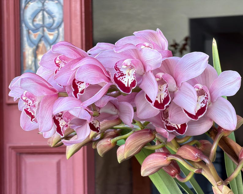 Cymbidium Barrita Whop 'pink & Dark Lip' - Etsy