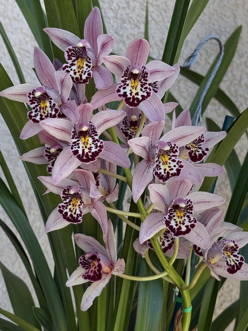 Cymbidium Barrita Suspense 'soft Pink' - Super Fragrant - Etsy