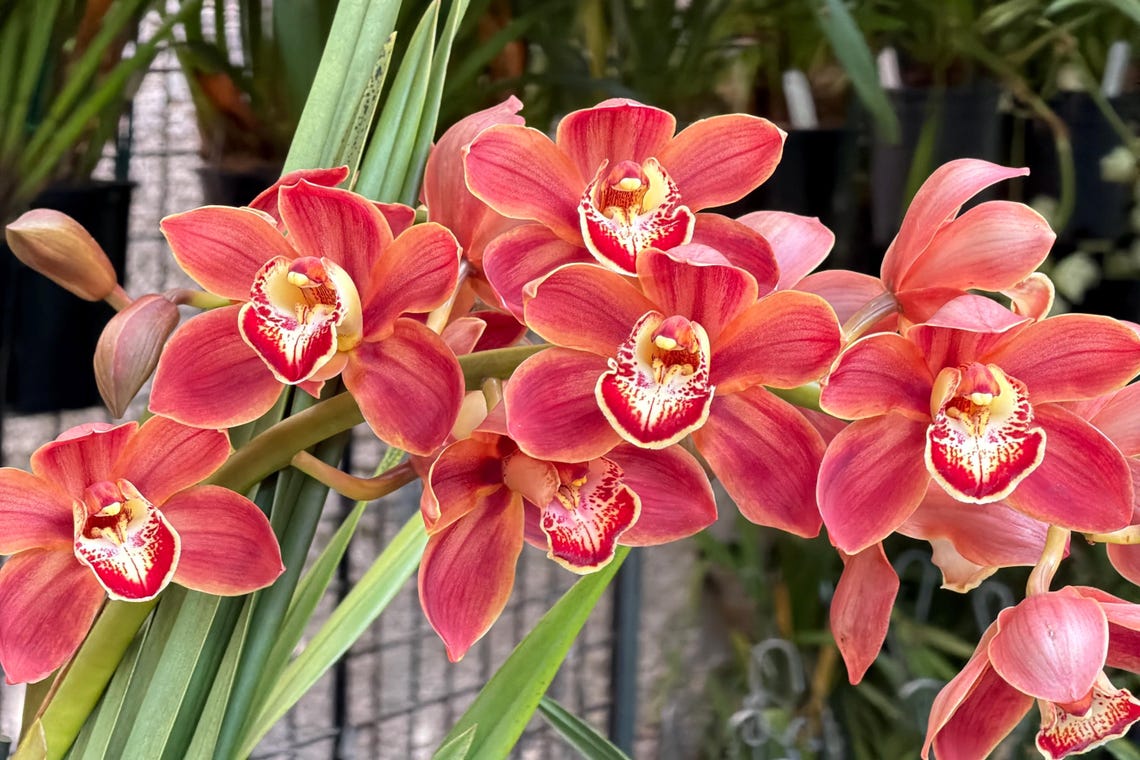 Cym. Barrita Toffee ‘copper Red’, Blooming Size, 4 Inches Flowers, Very ...