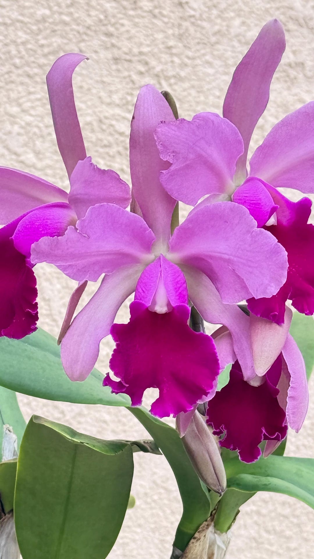 Blc. Marjorie Frey 'woodland Hills' Hcc/aos. Very Fragrant 3-4 ...