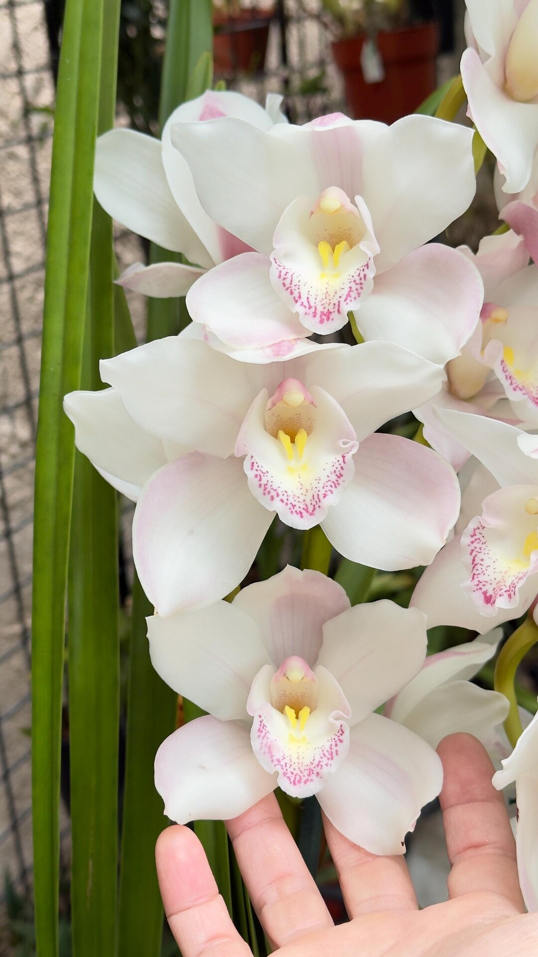 Cymbidium (kulnura Alchemy X Darch Crystal) ‘4’. Blooming Size, 5 ...