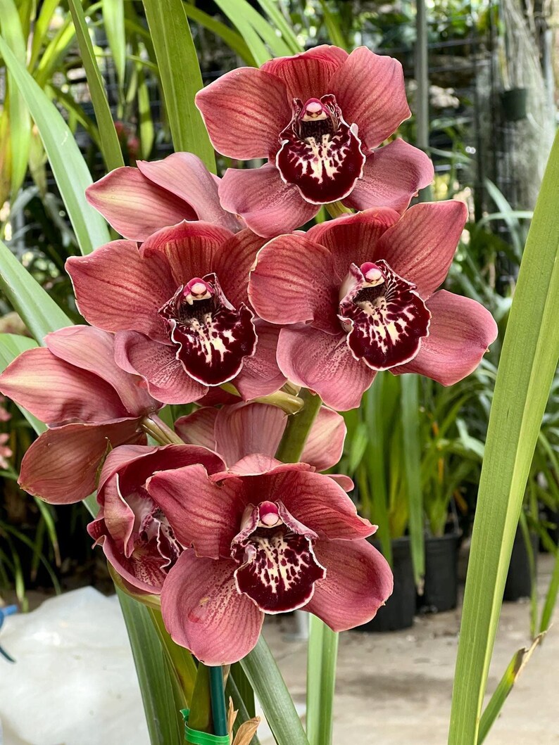 Cymbidium Barrita Flame black 2-3 Bulbs Division - Etsy