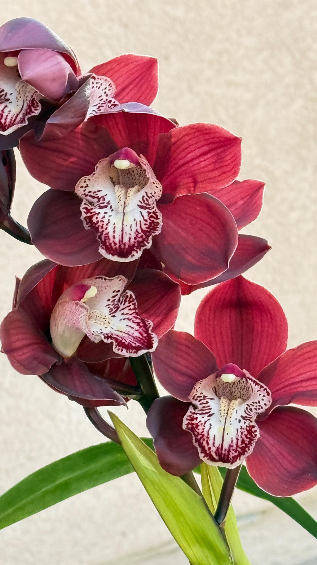 Cymbidium Khan Fury ‘black Plum’. Burgundy Deep Red, Blooming Size, Cym ...