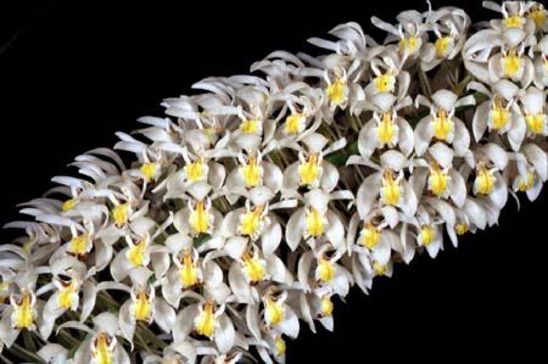 Coelogyne Multiflora 'suwanda' Orchid Live Plant - (2-5 Bulbs Division ...