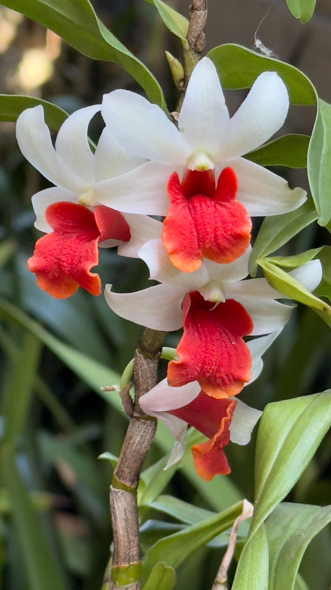 Dendrobium Frosty Dawn ‘red Lip’ - Fragrant. 6-9 Canes and Up. (5-6 ...