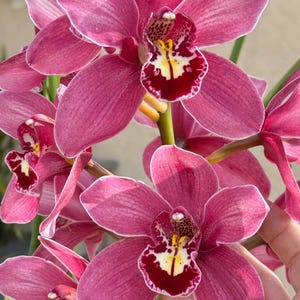 Cymbidium (barrita Glam X Tethy's 'lip Solid'). Blooming Size, 5-6 ...