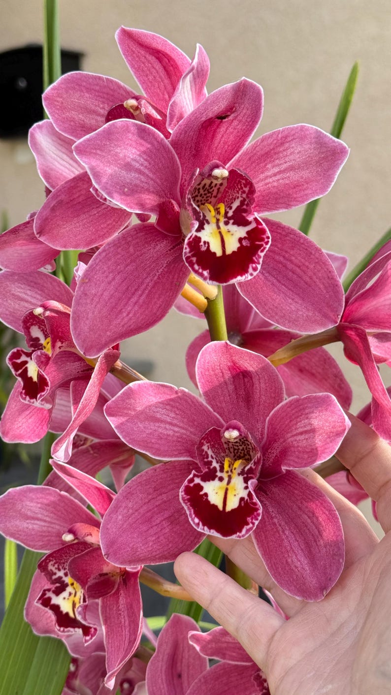 Cymbidium (barrita Glam X Tethy's 'lip Solid'). Blooming Size, 5-6 ...