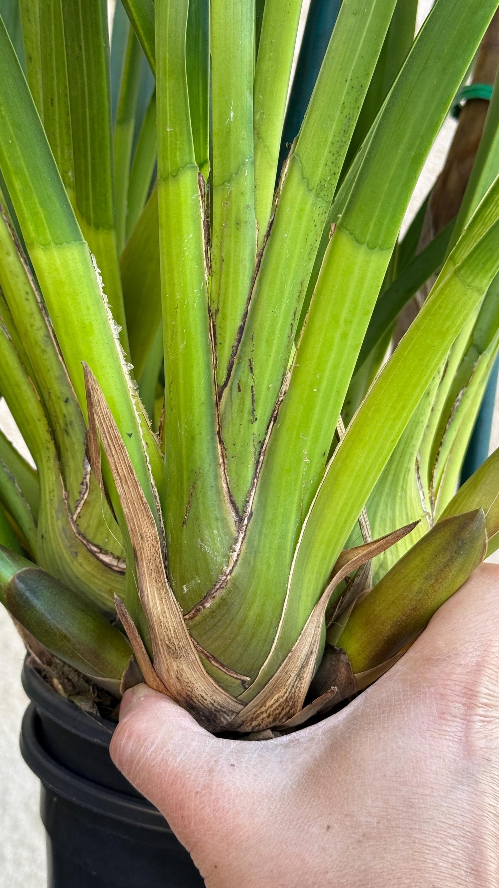 Cym. Barrita Toffee ‘copper Red’, Blooming Size, 4 Inches Flowers, Very ...