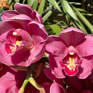 Cymbidium Barrita Affection ‘syrah’. - Etsy