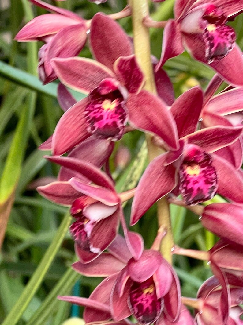Cymbidium (canaculatum X Ruby Eyes). - Etsy