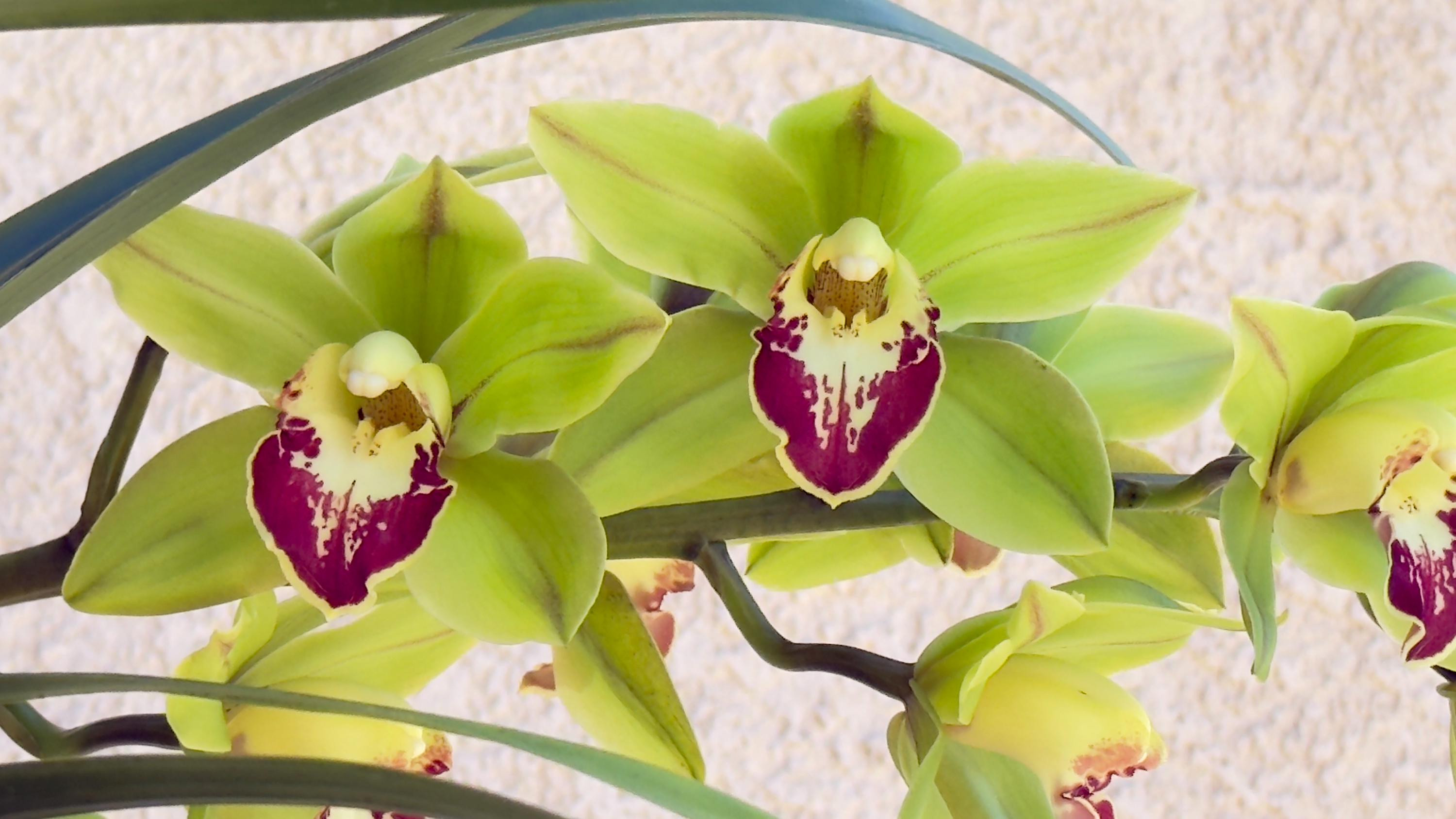 Cymbidium Barrita Metal '#1'. - Etsy