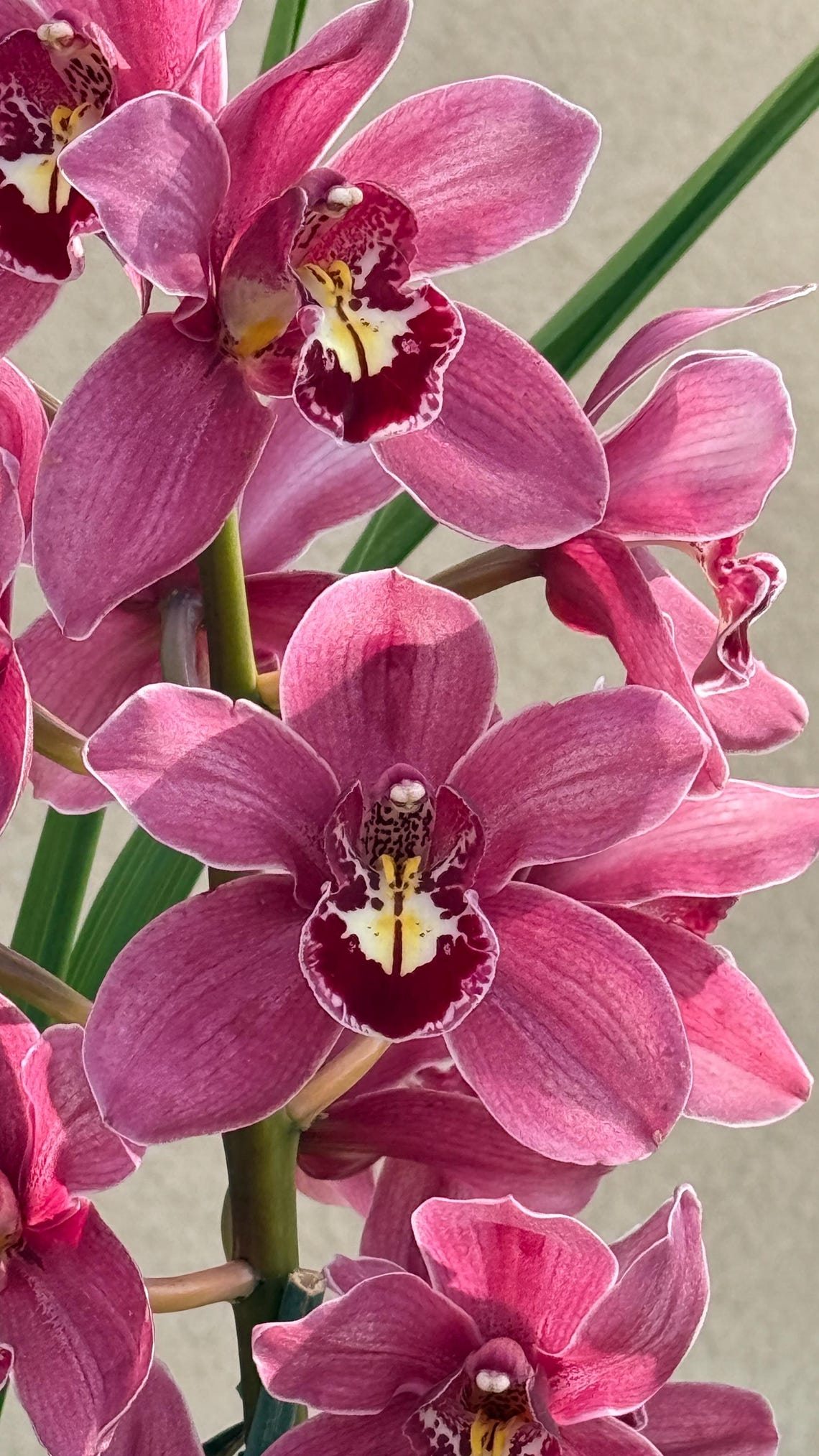 Cymbidium (barrita Glam X Tethy's 'lip Solid'). Blooming Size, 5-6 ...