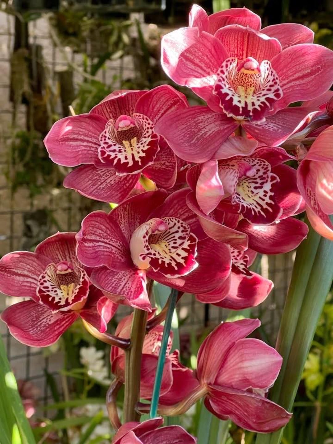 Cymbidium Barrita Flame 'red Rock'. - Etsy