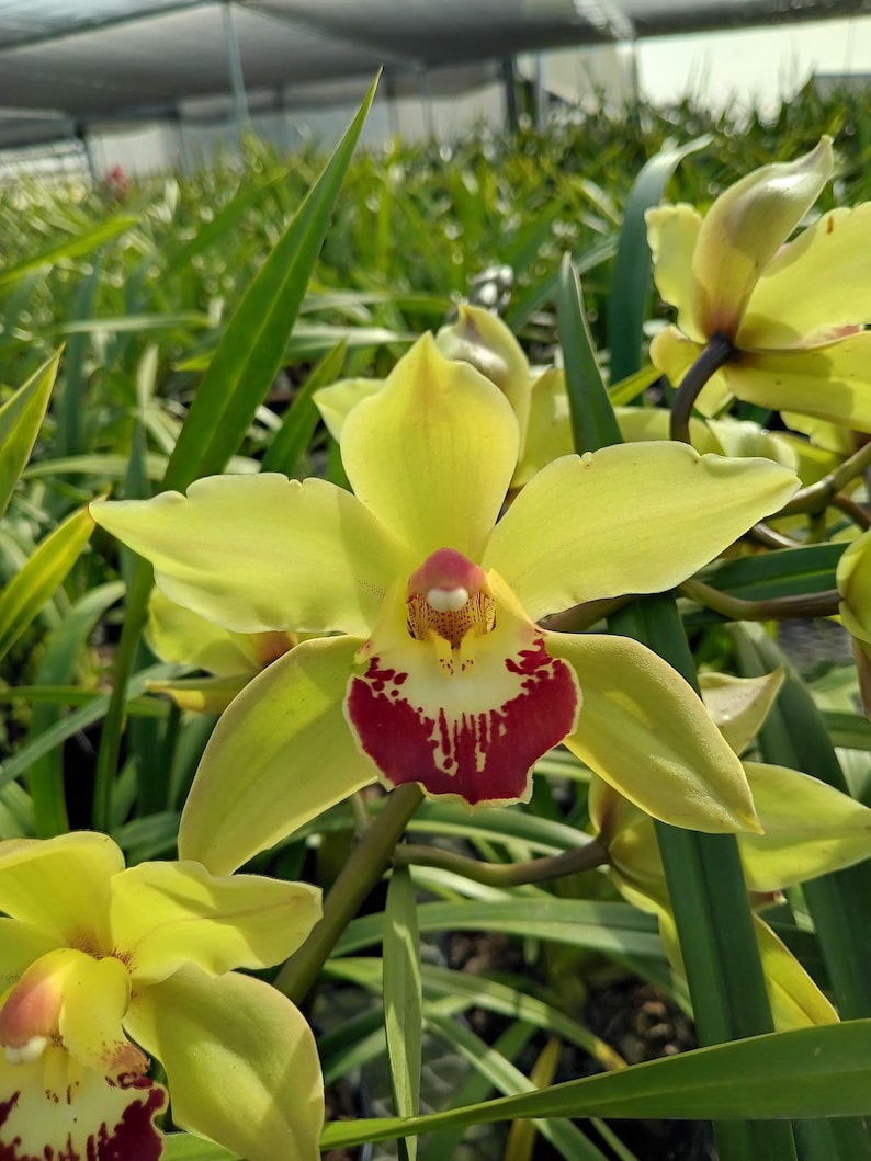 Cymbidium Barrita Metal '#1'. - Etsy
