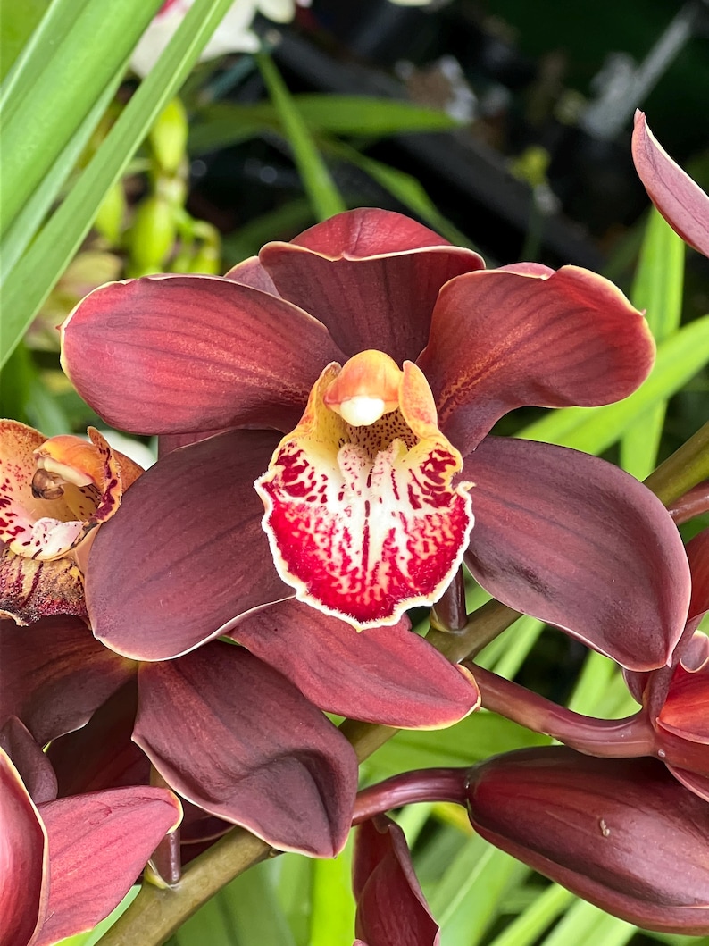 Cymbidium Barrita Magic 'flame' - Etsy