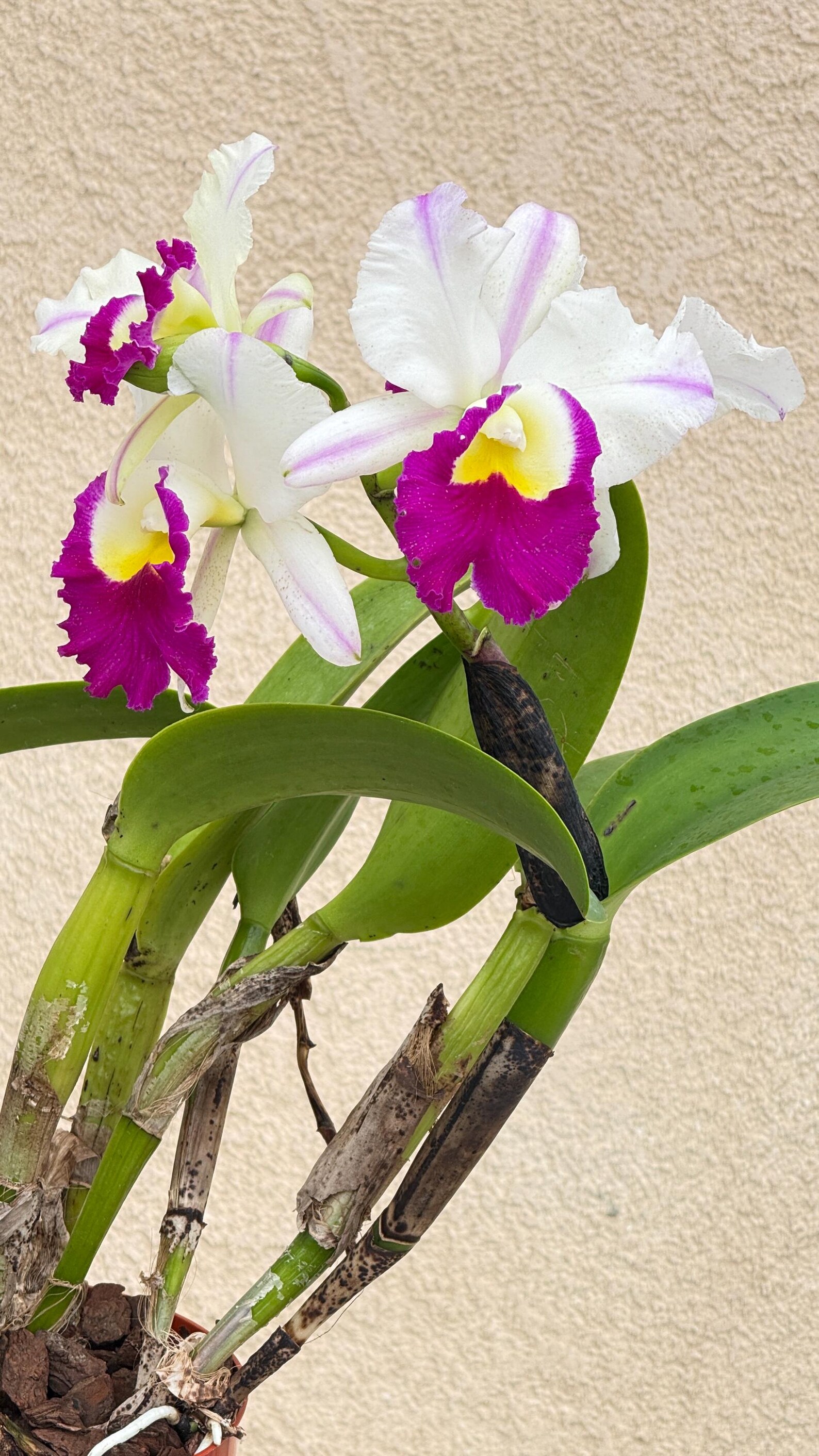 Blc. Anna Balmores ‘carmela’. Fragrant (3-4 Pseudobulbs Division). - Etsy